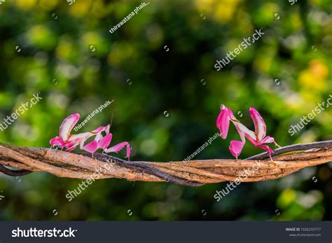 Orchid Mantis Camouflage Blossom Or Bug A 6 Cm Long Orchid Mantis In