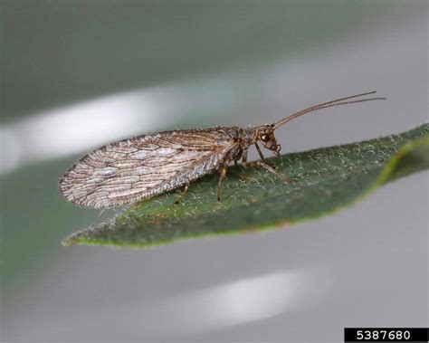 Lacewing Bug Why Green Lacewings Are Essential For Eco Friendly Pest