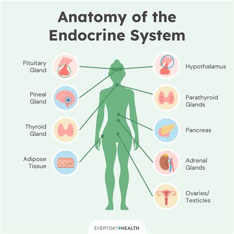 Endocrine Anatomy 12551 Cmam Viscera14 Endocrine Gland And Endocrine