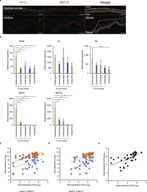 Marker Gene Expression In The Corneal Epithelium A Download