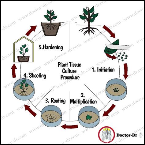Cloning Process In Plants