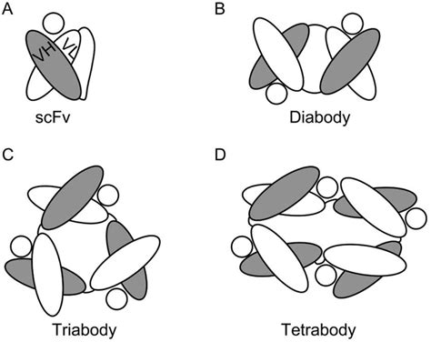 Diagrams Depicting The Structure Of A An Scfv Fragment Igg And The