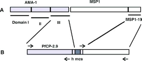 Schematic Representation Of The Pfcp 29 Gene Construct And Recombinant Download Scientific