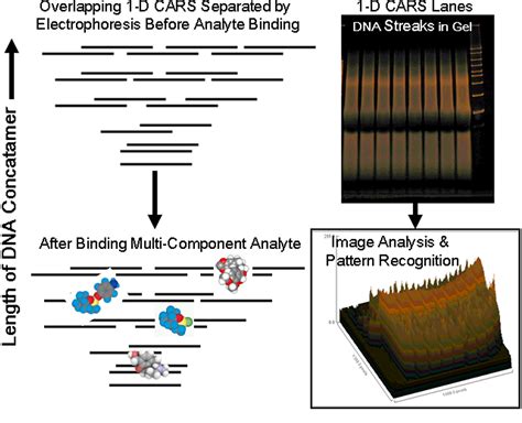 Figure 1 From Development Of A Membrane Bound Random Dna Sequence