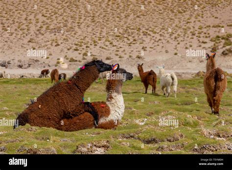 Mating Llama Lama Glama A High Altitude Domestic Camelid From The Andes In South America Stock