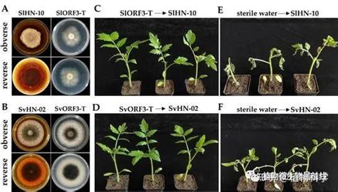 PNAS 湖南农大首次揭示真菌病毒导致寄主低毒力的分子机制并利用病毒基因将植物病原真菌改造成生防菌 知乎