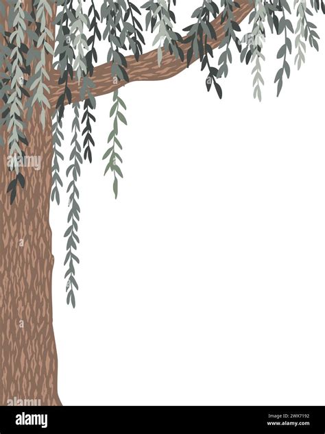 Green Willow Tree Branches Vertical Frame Isolated On White Background