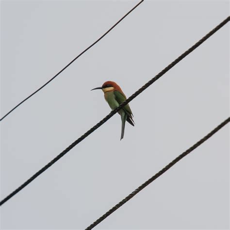 Bird On A Wire Dgcphoto