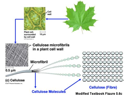 Cellulose Plant Cell