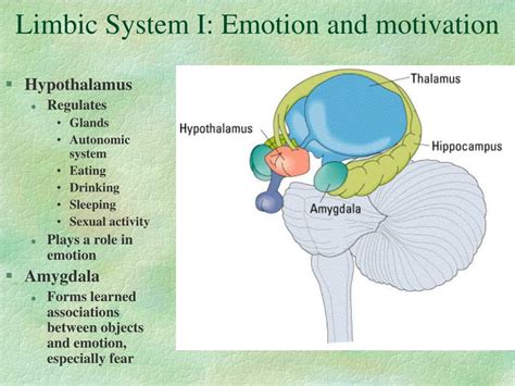 Ppt The Brain Powerpoint Presentation Free Download Id 968965