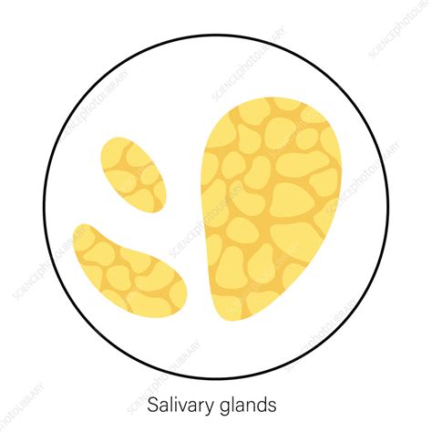 Salivary Glands Illustration Stock Image F0363892 Science Photo