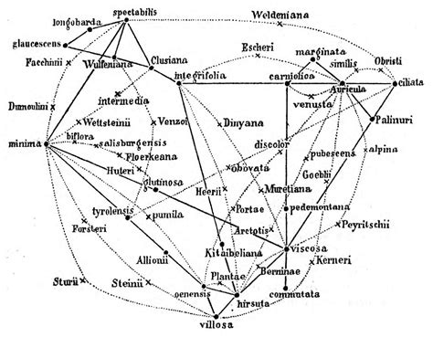 The Genealogical World Of Phylogenetic Networks Networks Of Genealogy