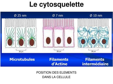 Le Cytosquelette Medicina