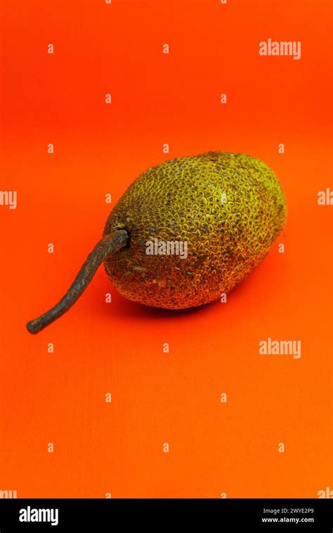 Cempedak Or Artocarpus Integer Is Same Genus As Jackfruit It Is Native Fruit To Southeast Asia