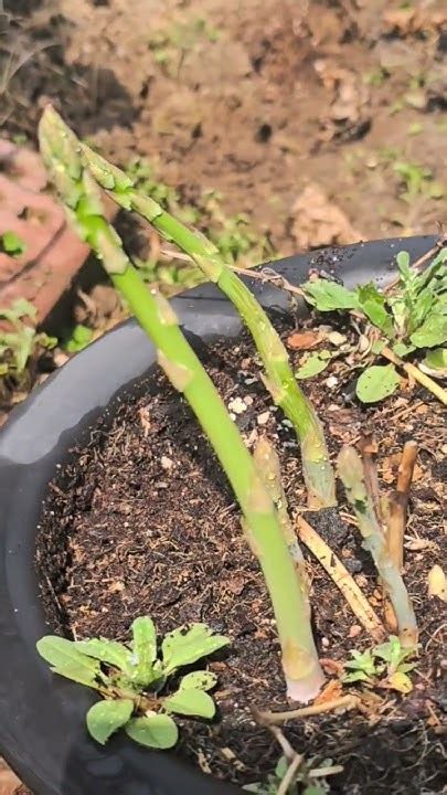 아스파라거스화분에서 싹이 쏙 ~~아스파라거스가 올라왔어요 아스파라거스 아스파라거스키우기 다온home 텃밭일기 아스파라거스 아스파라거스재배 아스파라거스효능