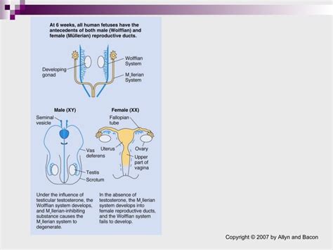Sex And Harmones Pdf Endocrine And Metabolic Diseases Diseases And Conditions