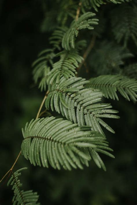 거친 고요한 고요함 광합성 깨끗한 공기 나뭇잎 녹색 녹지 무성한 밀림 봄 부드러운 빛 비 산소 생명 생태 서식지 선명한 성장 수분 식물