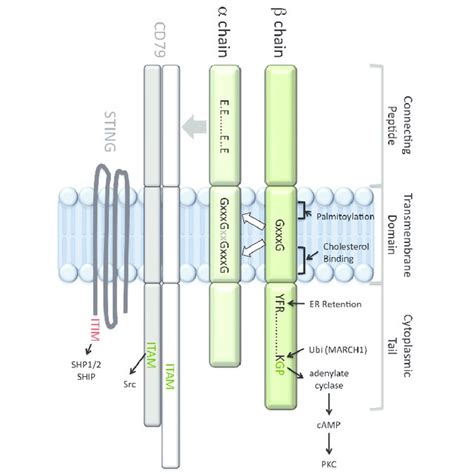 Major Histocompatibility Complex Class Ii Membrane Proximal Region The Download Scientific