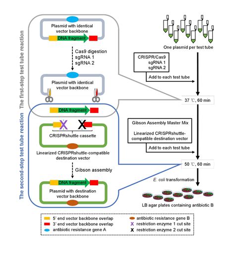 Crispr Based Shuttle Cloning A High Throughput Cloning Method