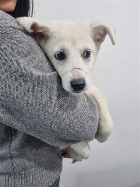 진도믹스봄이 책임무료분양 강아지분양 고양이분양 컴투펫 시츄 셔틀랜드쉽독 말티푸 미니핀 치와와 요크셔테리어 포메라니안