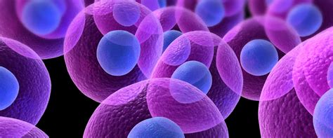 Advanced Single B Cell Sorting Platform For Antibody Development