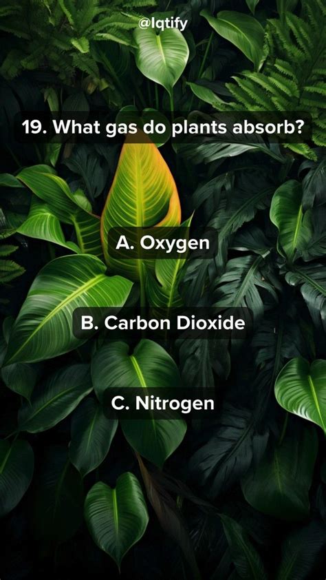 90 Iq Question Series Part 4 What Gas Do Plants Absorb