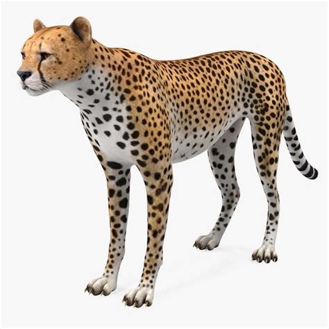 チーター3dモデル Turbosquid 1393894
