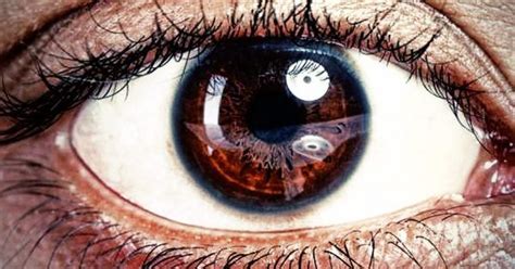 Scientists Are Using Algae Dna To Restore Sight To The Blind Science And Technology News