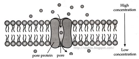 Diffusion Diagram Quizlet