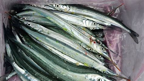 쉬운 학꽁치 손질법 시화방조제시방학꽁치 Youtube