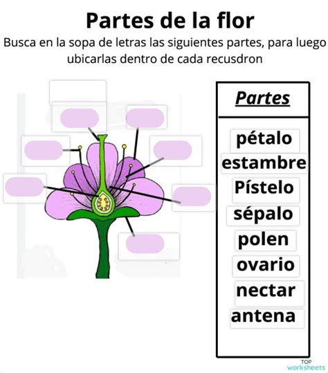 Partes De La Flor Ficha Interactiva Topworksheets