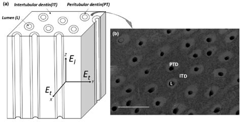 a Dentinal structure the directions of longitudinal modulus í Download Scientific Diagram