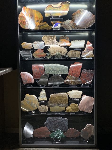 how do you display your fossils general fossil discussion the