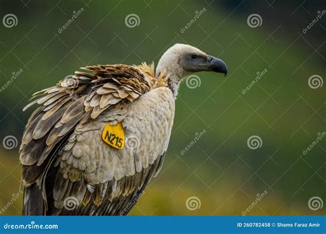 Portrait Of A Marked Cape Vulture Or Cape Griffon Also Known As Kolbe`s