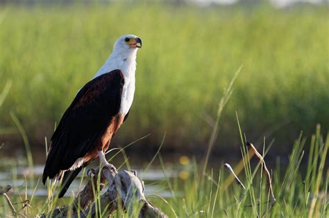 470 Best Botswana Images On Pholder Pics Wildlifephotography And