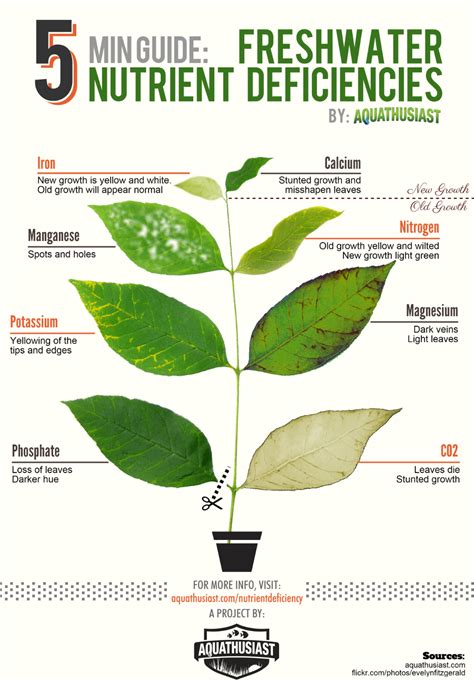 Plant Nutrient Deficiency Chart Plant Ideas