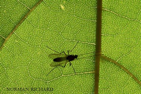 Zzzzzzzzzzzzzzzzzzzzzzzz By Artyzen On Deviantart