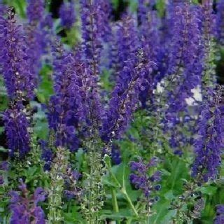 Сальвия дубравная (Шалфей) Виола Клоуз - купить с доставкой по выгодным ...