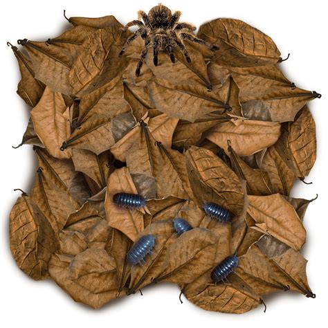 Terrarium Leaf Litter At William Fetters Blog