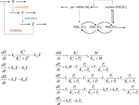 Circadian Rhythms And The Hpa Axis A Systems View Pmc