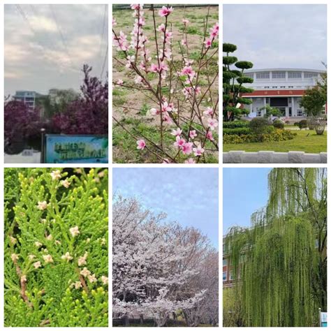 管理学院团总支开展二十四节气之春分摄影主题活动 管理学院 滁州职业技术学院