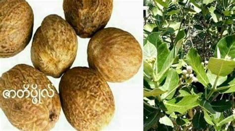 လိပ်ခေါင်အရှင်းးပျောက်ဆေး