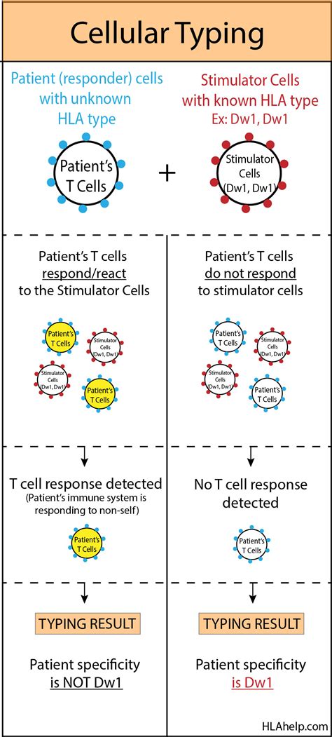 History Of HLA Nomenclature The 1980s HLA Help