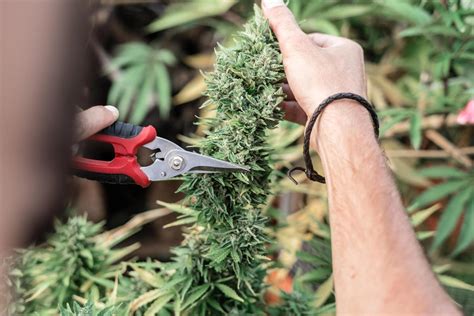 Cannabis Plant Training Techniques Mistakes And Tips Full Weed Guide