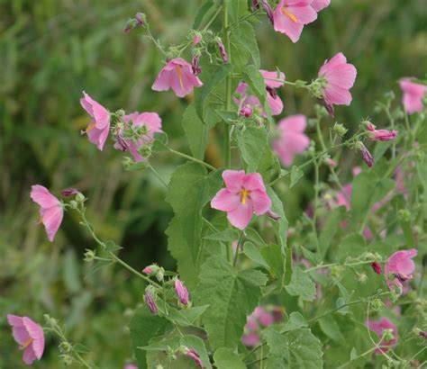 Plants Rachels Native Plants