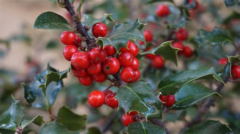 20 000 Free Holly Christmas And Holly Photos Pixabay