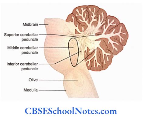 Cerebellum Anatomy Notes Cbse School Notes