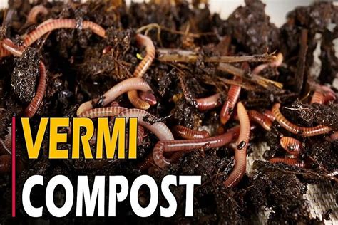 Vermicompost Types Methods And Precautions To Be Taken While Making Compost