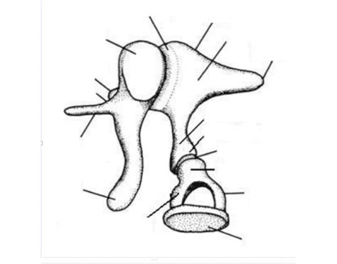 Anatomy Of The Ossicular Chain Quiz