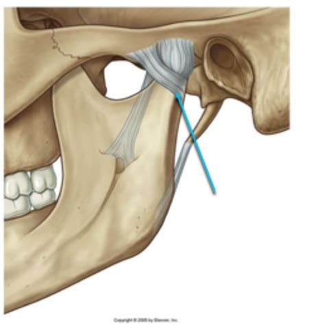 Temporomandibular Jaw Joint Flashcards Quizlet